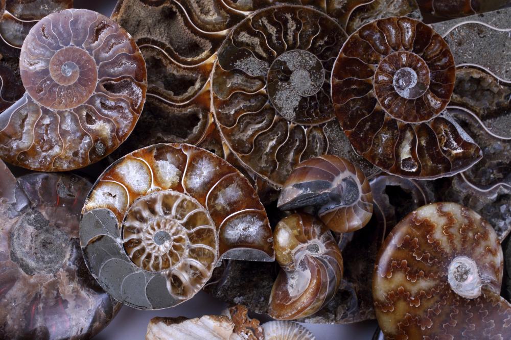 Ammonite Meaning And Spiritual Properties – Spirit Magicka